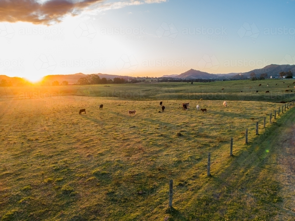 Image of Aerial view of farm landscape with peaceful cattle grazing in ...