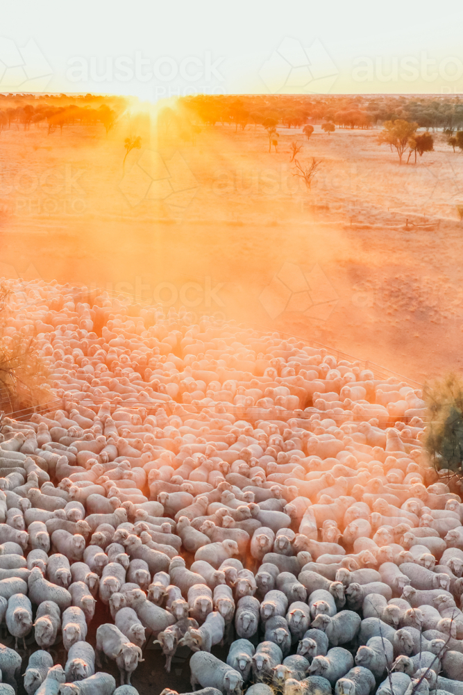 Image of Aerial view of flock of sheep gathered on a dry open paddock ...