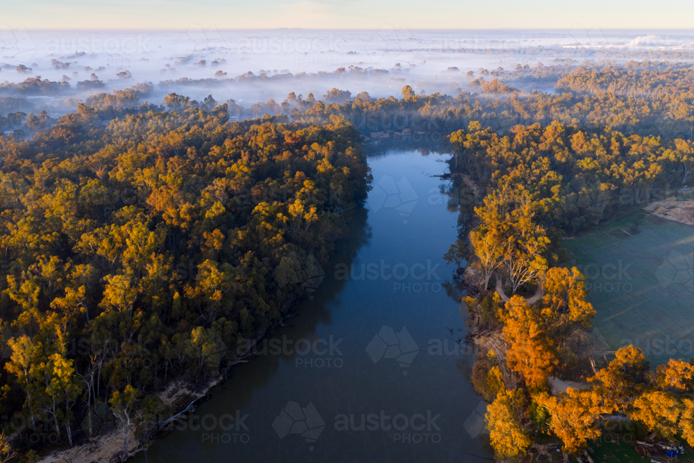 Image of Aerial view of fog over a forest of gum trees alongside side ...