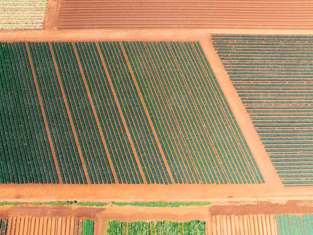 Image of Aerial view of geometric patterns and rows of a market garden ...