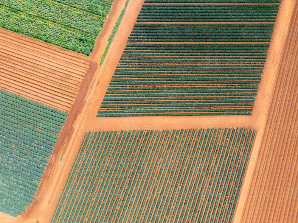 Image of Aerial view of geometric patterns and rows of a market garden ...
