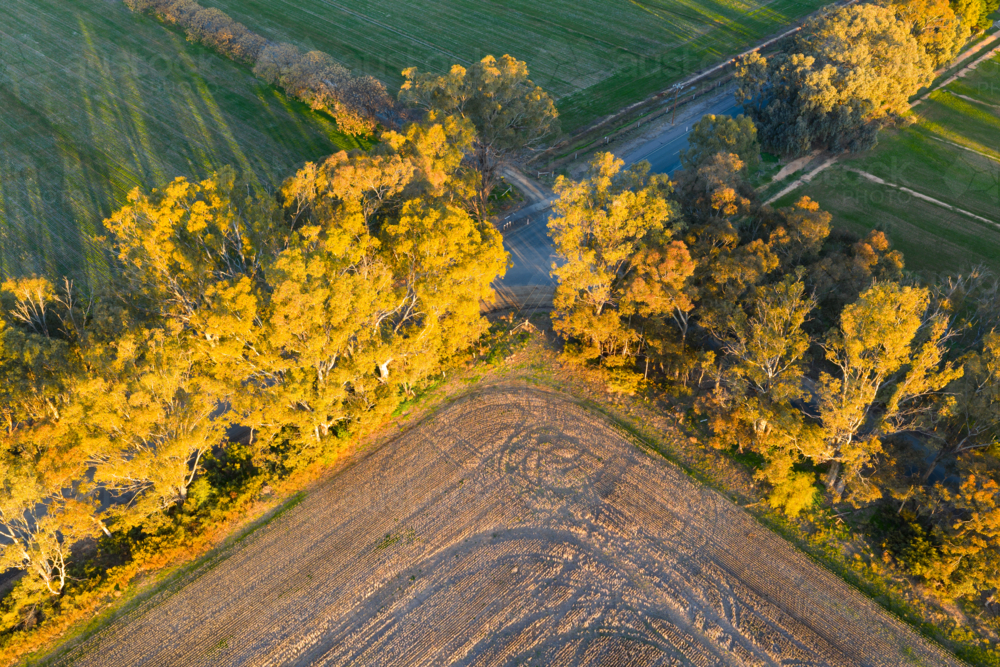 Image of Aerial view of golden light on gum trees at the corner of a ...