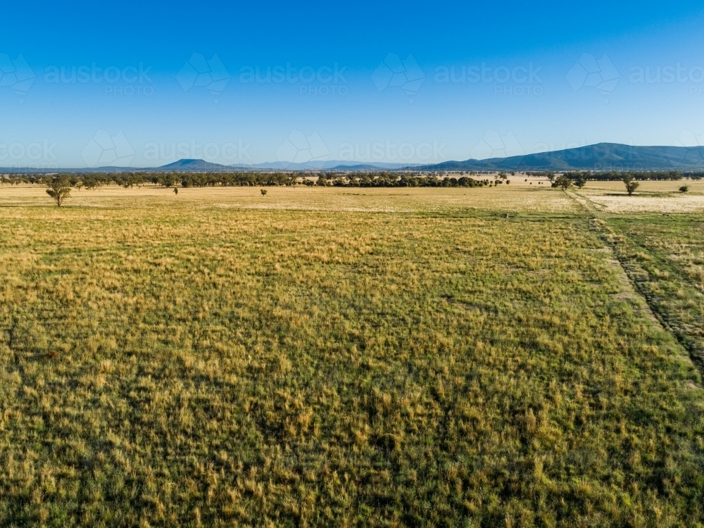 Image of Aerial view of grassy farm landscape of wide flat paddock ...