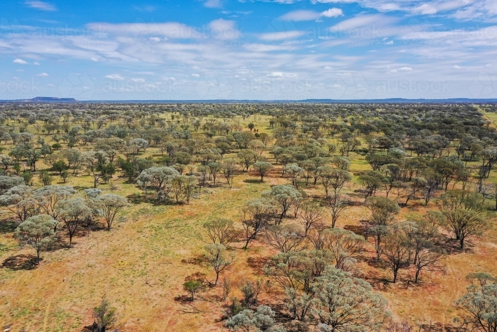 Image of Aerial view of green growth in paddock - Austockphoto