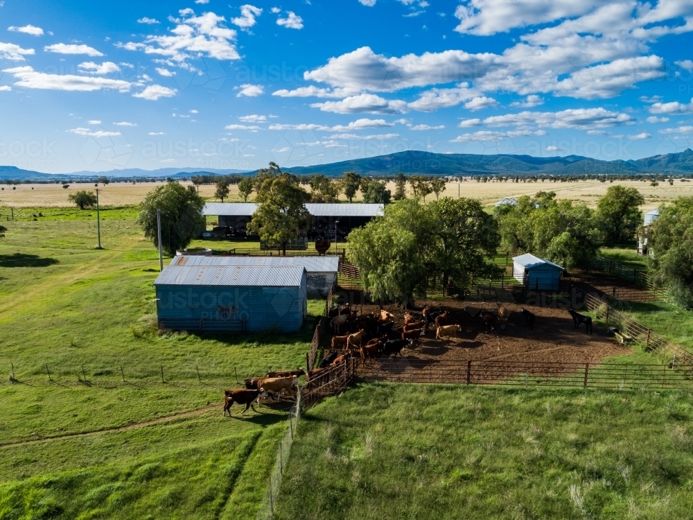 Image of Aerial view of herd of beef cattle on Aussie farm entering ...