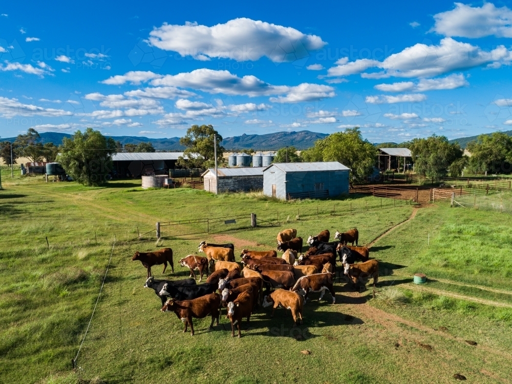 Image of Aerial view of herd of well fed sunlit beef cattle on Aussie ...