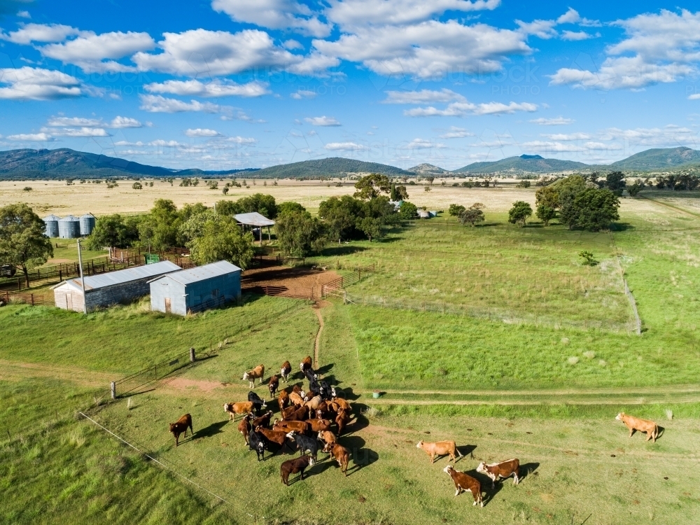 Image of Aerial view of herd of well fed sunlit beef cattle on Aussie ...