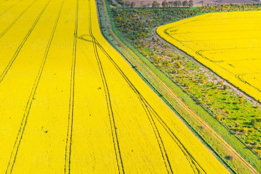 Image of Aerial view of lines and patterns in a bright yellow canola ...