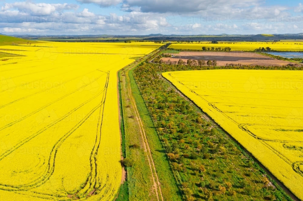 Image of Aerial view of lines and patterns in bright yellow canola ...