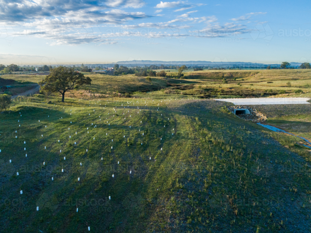 Image of Aerial view of new trees planted on hillside with single large ...