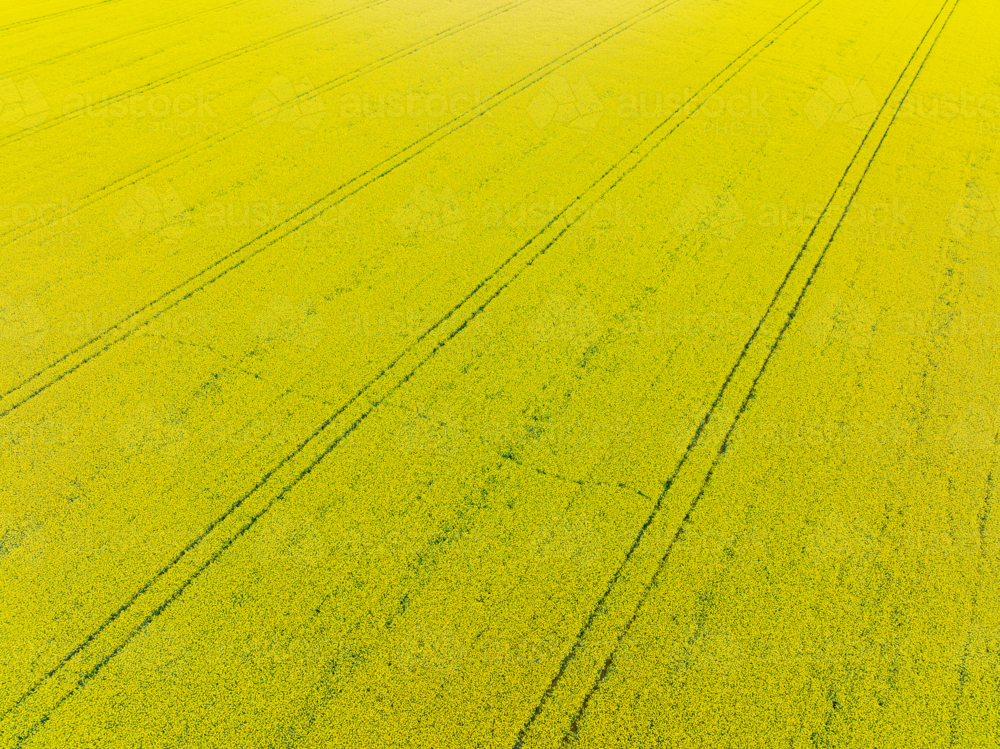 Image of Aerial view of parallel lines in a flowering canola crop ...