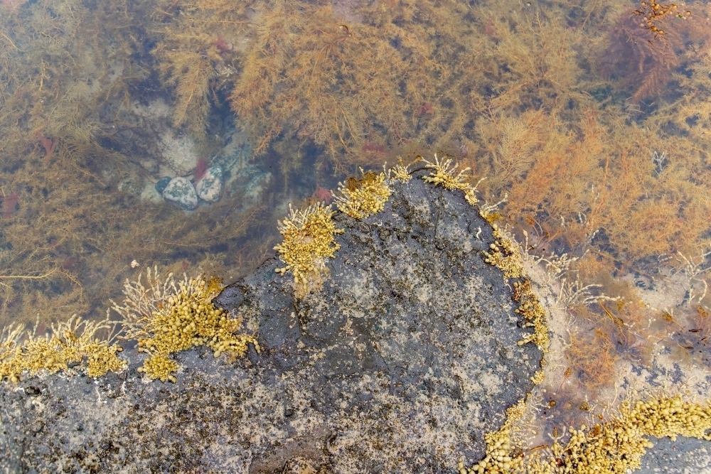 Image of aerial view of rockpool - Austockphoto