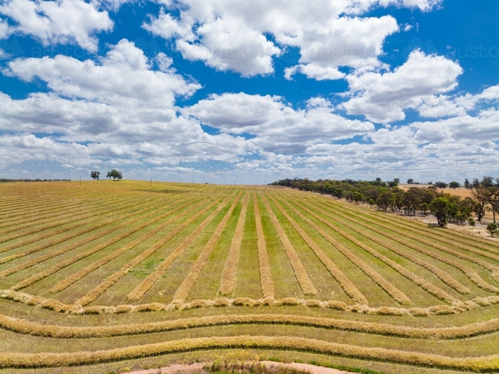 Image of Aerial view of rows of dried canola on farmland under a blue ...
