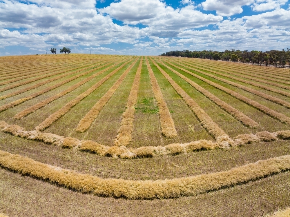 Image of Aerial view of rows of dried canola on farmland under a blue ...