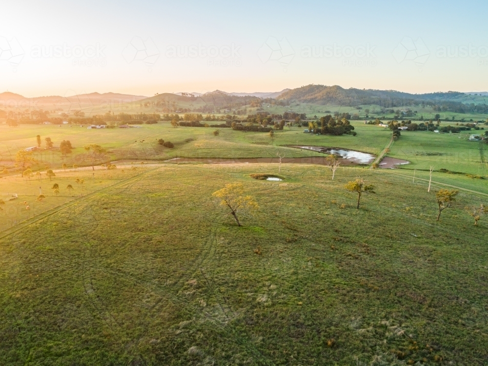 Image of Aerial view of scattered gum trees in green farm paddock with ...
