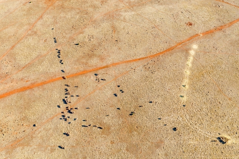 Image of Aerial view of sheep and walking tracks in a dry paddock ...