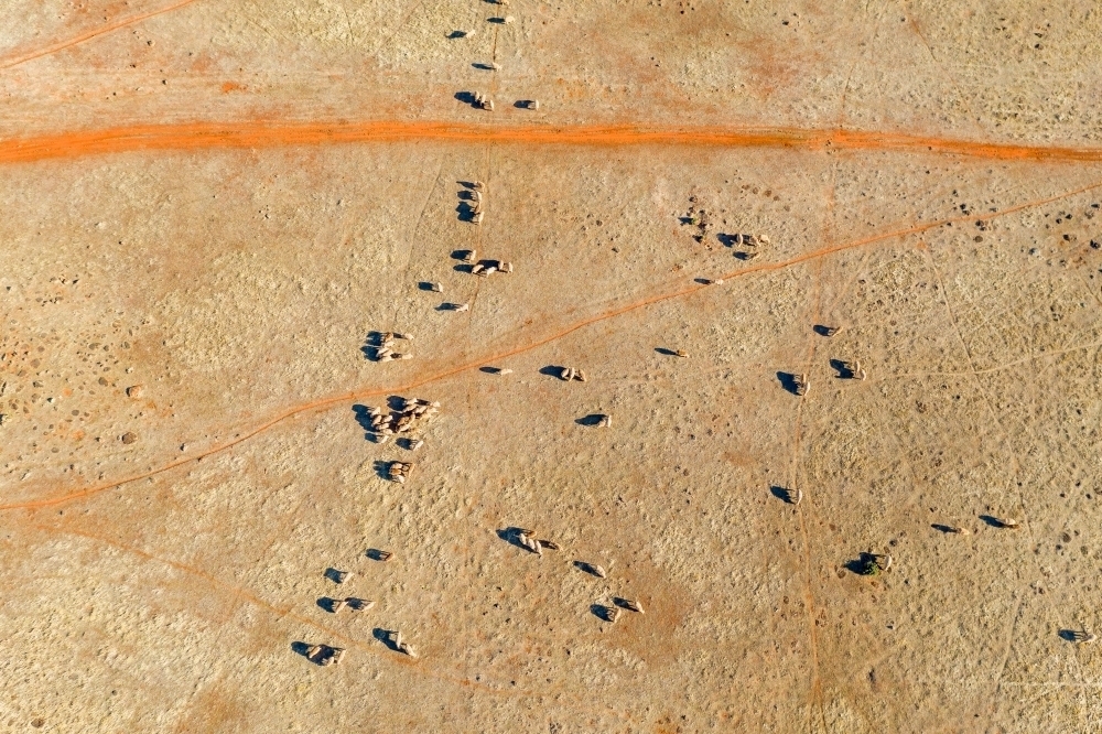 Image of Aerial view of sheep and walking tracks in a dry paddock ...