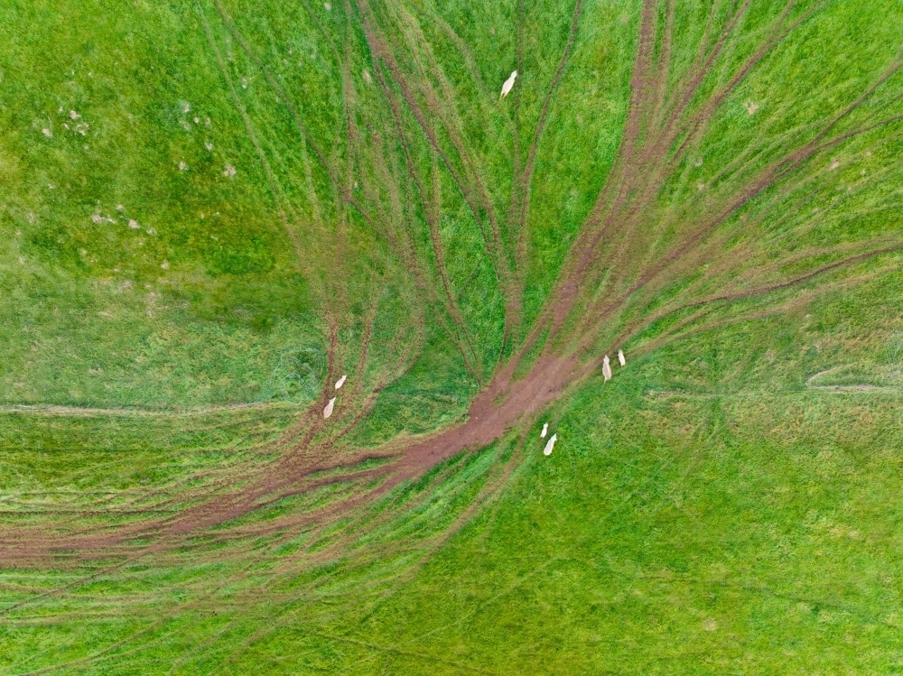 Image of Aerial view of sheep wandering along trails on lush green ...