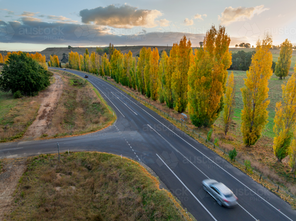 Image of Aerial view of sunset over a row of golden poplar trees along ...