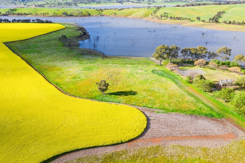 Image of Aerial view of the curved edges of a vivid yellow paddock of ...