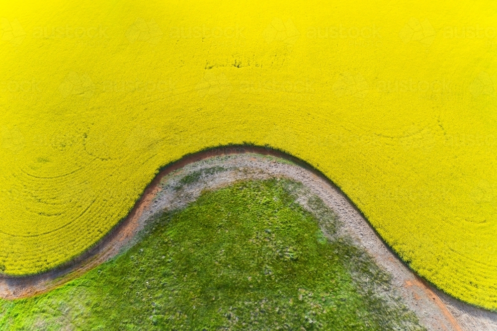 Image of Aerial view of the curved edges of a vivid yellow paddock of ...