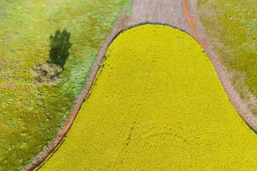 Image of Aerial view of the curved edges of a vivid yellow paddock of ...