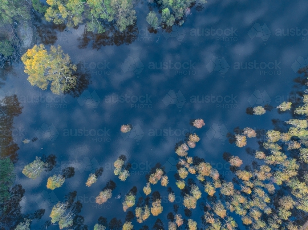 Image of Aerial view of trees scattered through a wetland swamp ...