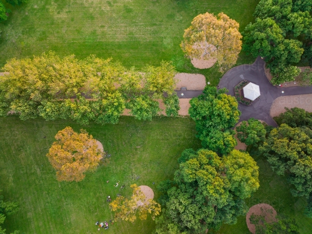 Image of Aerial view of treetops and walking paths through a green park ...