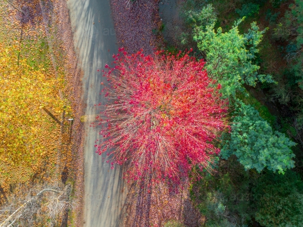 Image of Aerial view of treetops with bright red Autumn foliage ...