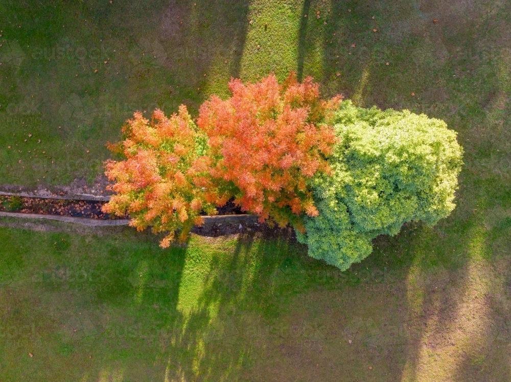 Image of Aerial view of treetops with colourful Autumn foliage ...