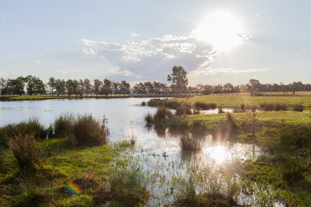 Image of Afternoon light over dam on farm with sunlight reflecting off ...