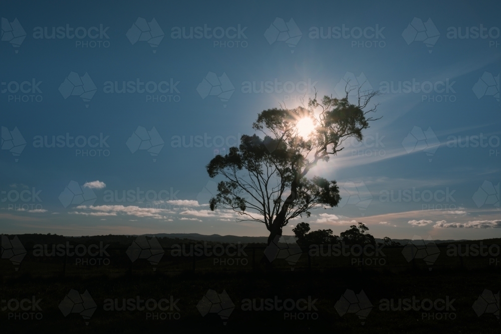 Image of afternoon sun on an old gum tree on a farm in country ...
