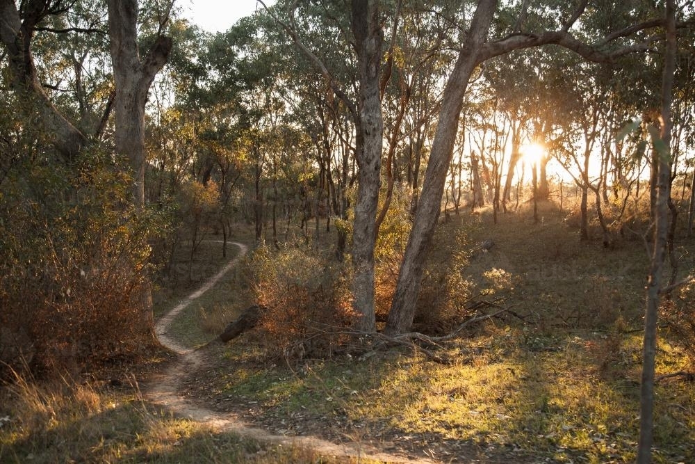 Image of Afternoon sun shining through forest of gum trees in paddock ...