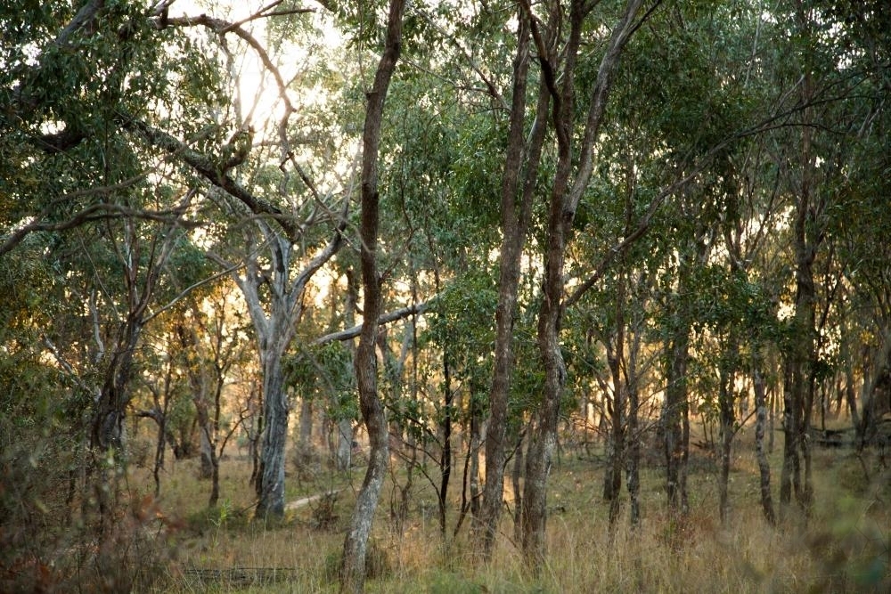 Image of Afternoon sun shining through forest of gum trees in paddock ...