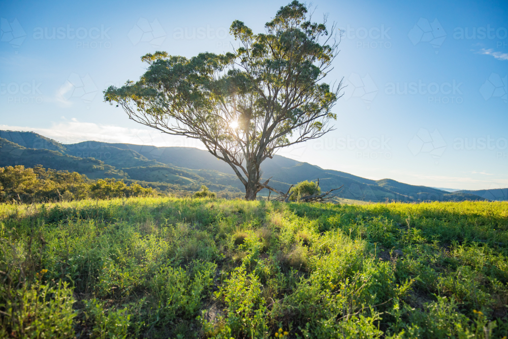Image of Afternoon sunlight filtering through large solitary gum tree ...