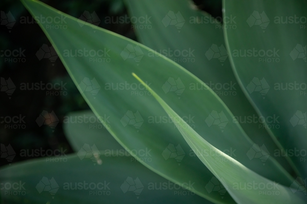 Image of Agave plant growing in tropical Australian garden - Austockphoto