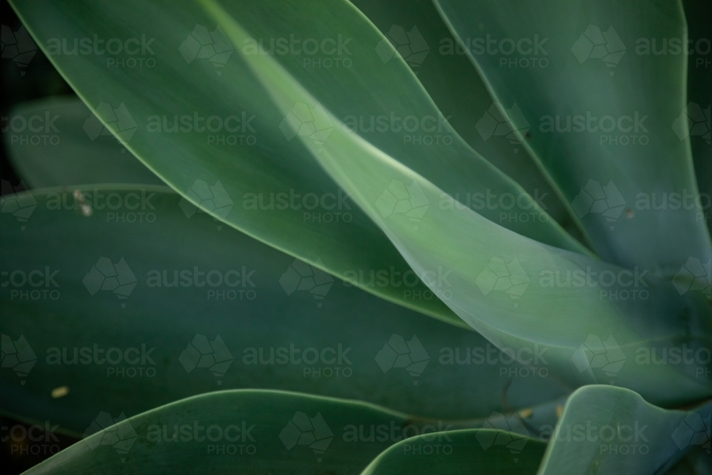 Image of Agave plant growing in tropical Australian garden - Austockphoto