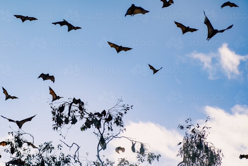 Image of Airborne flying foxes filling a bright blue sky - Austockphoto