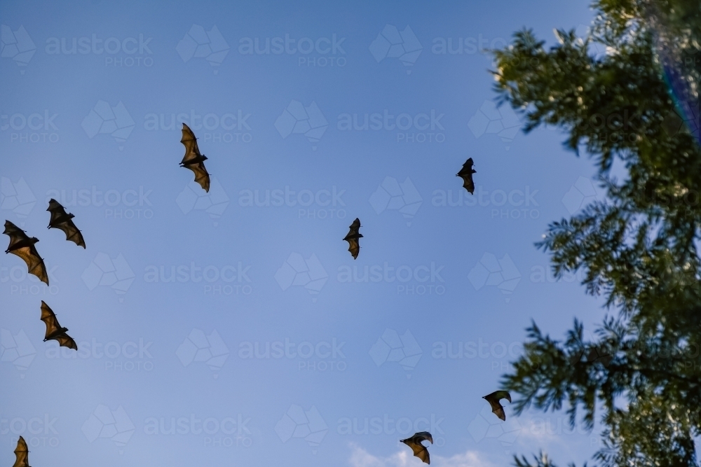 Image of Airborne flying foxes filling a bright blue sky - Austockphoto