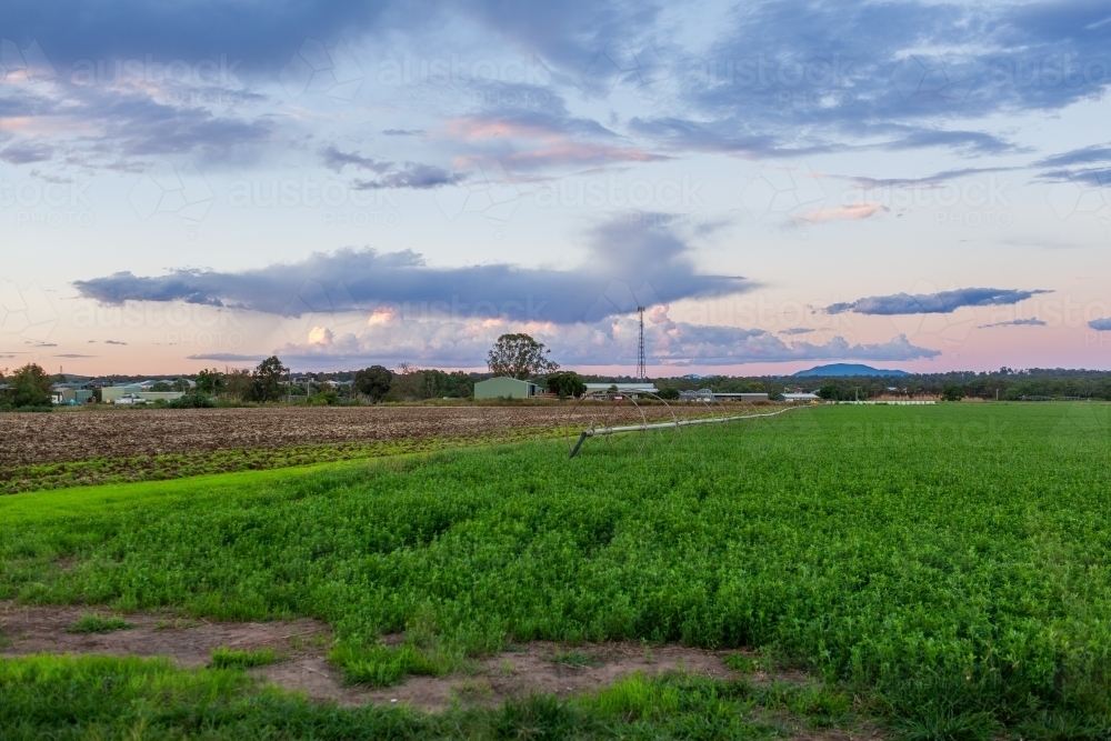 Image of Alfalfa lucerne crop growing in farm paddock at dusk ...