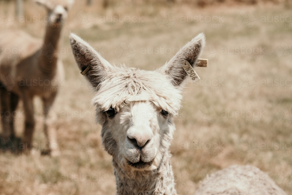 Image of Alpaca close up - Austockphoto