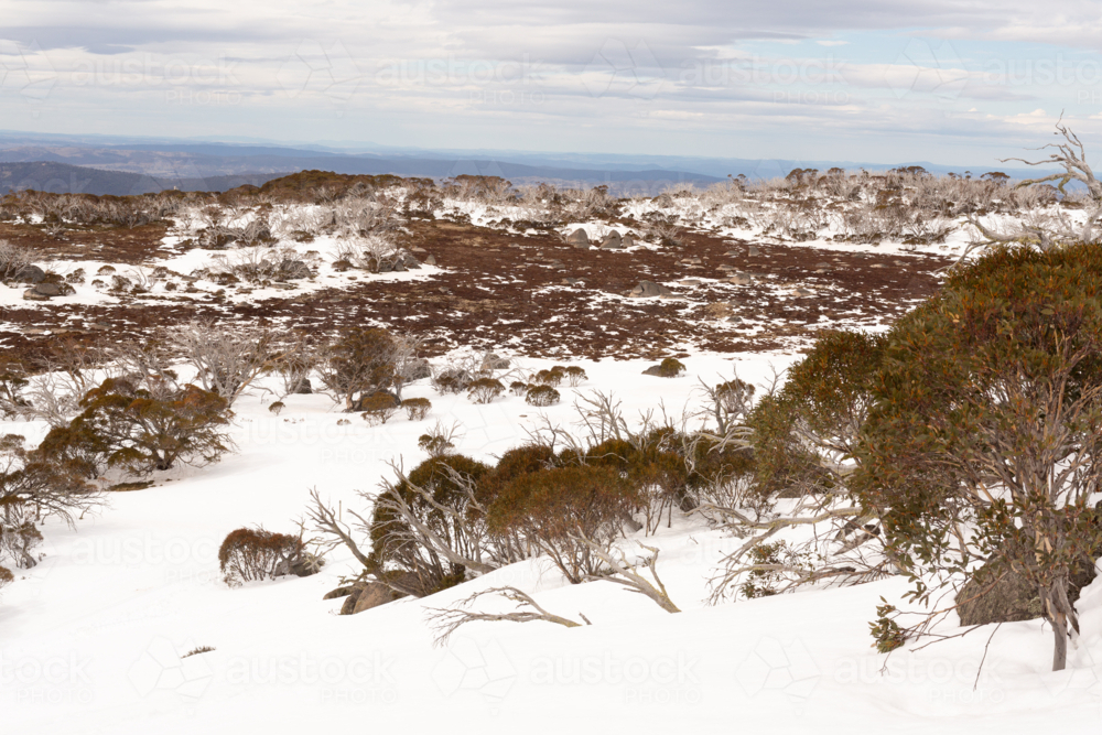 Image of Alpine landscape with snow gums, native shrubs at Perisher ...
