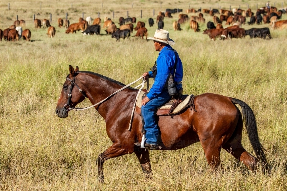 Image of An aboriginal stockman riding horse around a mob of cattle ...