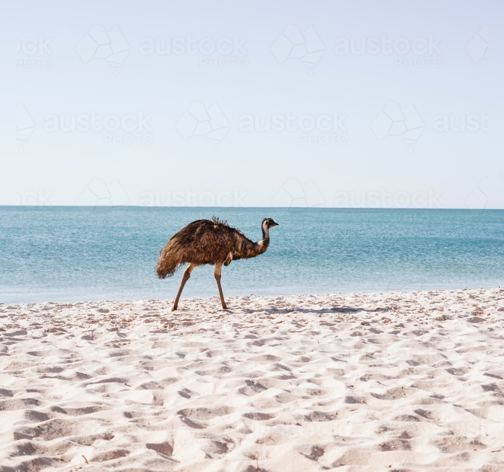 Image of An adult emu walk on a sandy beach of Western Australia ...
