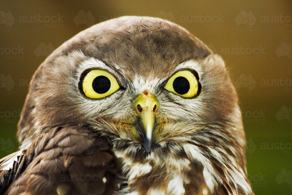 Image of An alert Barking Owl - Austockphoto