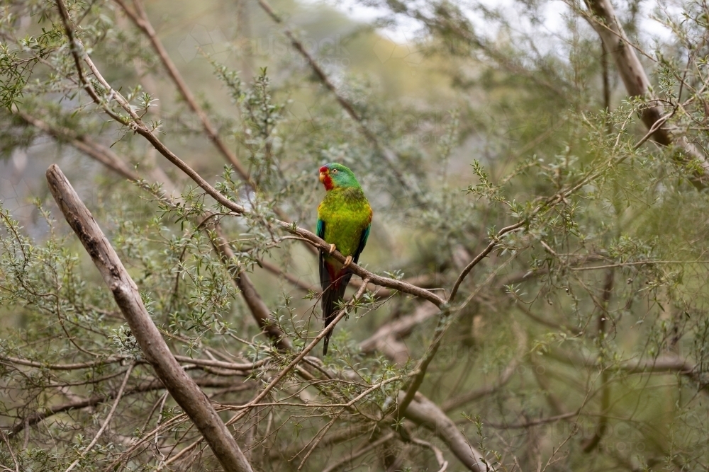 Image of An Australian critically endangered migratory swift parrot ...
