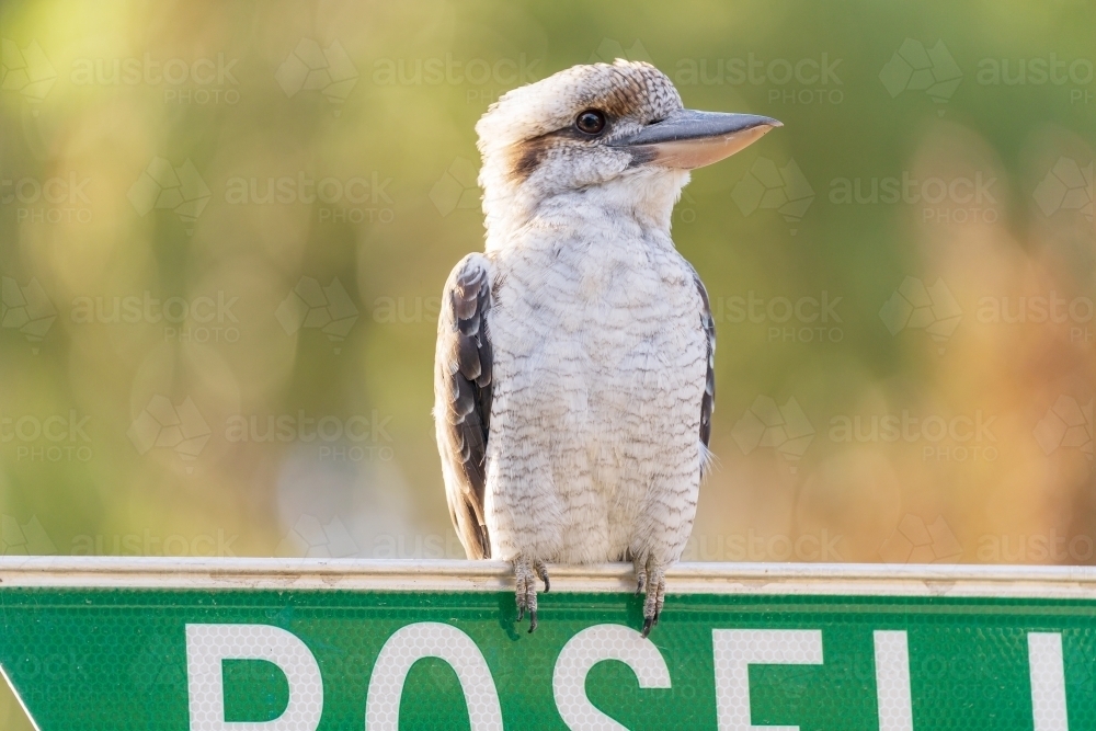 Image of An Australian Kookaburra sitting on a street sign - Austockphoto