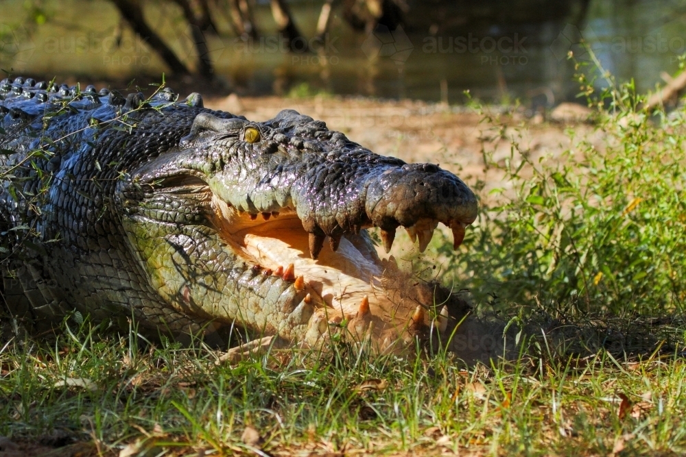 Image of An Australian saltwater crocodile on a riverbank in the ...