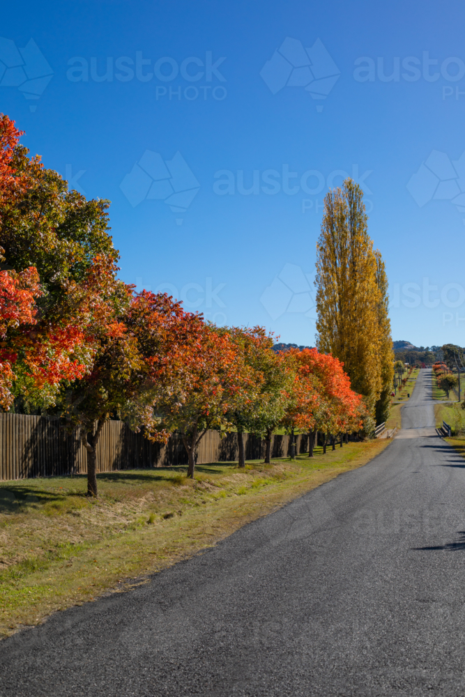 Image of An autumn scene and a country road - Austockphoto