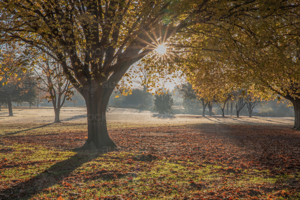 Image of An autumn scene in a country park with golden rays of sun ...